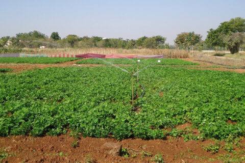 Crops of Telangana - pjtau.edu.in