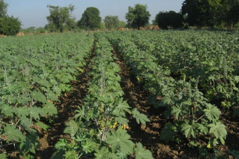 Crops of Telangana - pjtau.edu.in